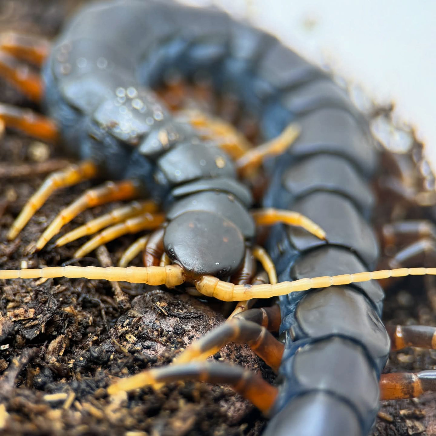 Scorpions, Centipedes & Other Arachnids for Sale - Camel Spiders ...