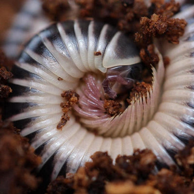 Isopods, Millipedes & Roaches for Sale - Clean Up Crews & Feeders - Ty ...