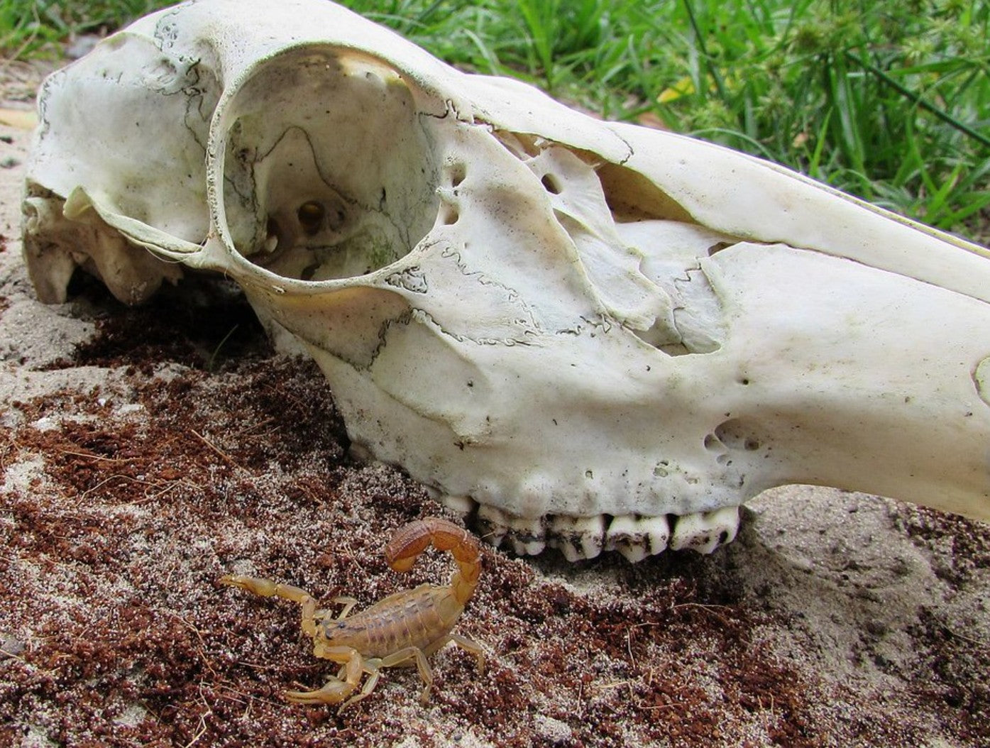 Eastern Nomad Scorpion for Sale - Hottentotta trilineatus 'Bright ...