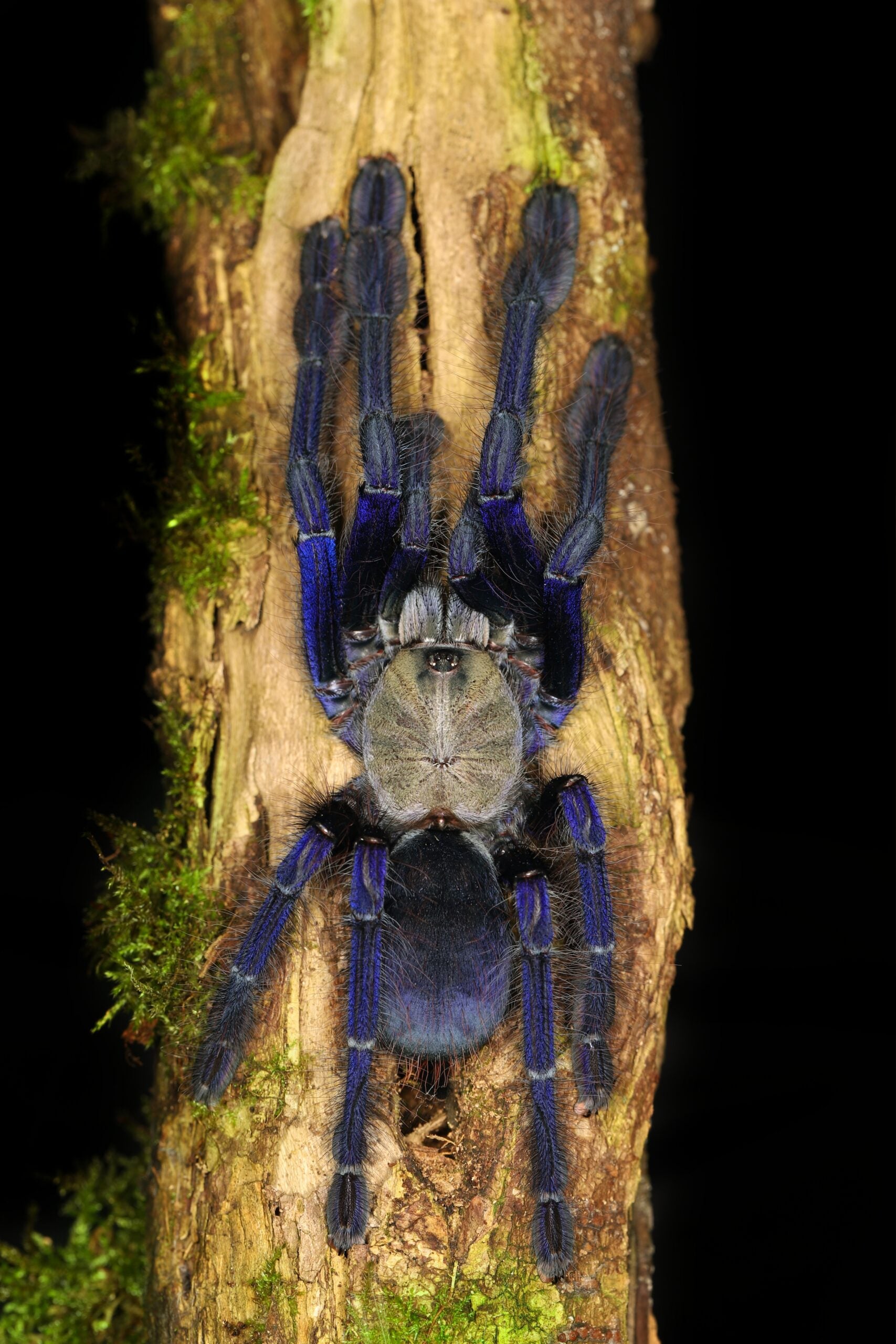 Omothymus violaceopes Singapore Blue Tarantula for Sale | Rare Blue Species