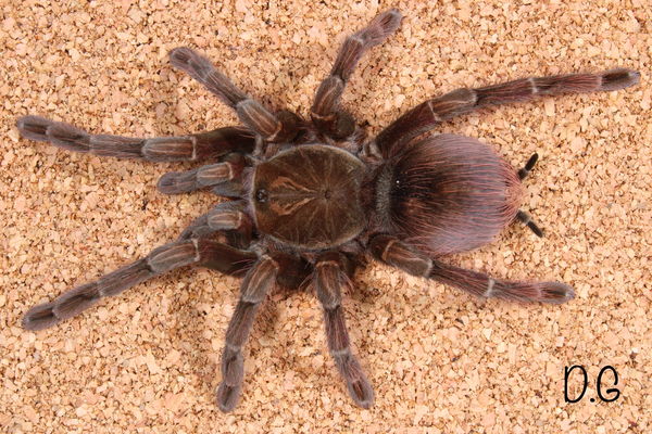 Purple Bloom Birdeater Tarantula for Sale - Pamphobeteus sp Machala ...