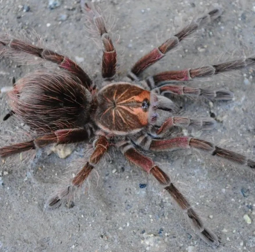 Purple Bloom Birdeater Tarantula for Sale - Pamphobeteus sp Machala ...