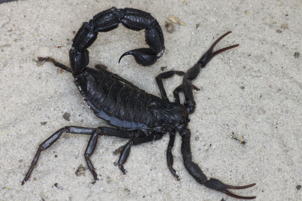 Black Hairy Thick Tail Scorpion for Sale - Parabuthus villosus 'Black ...