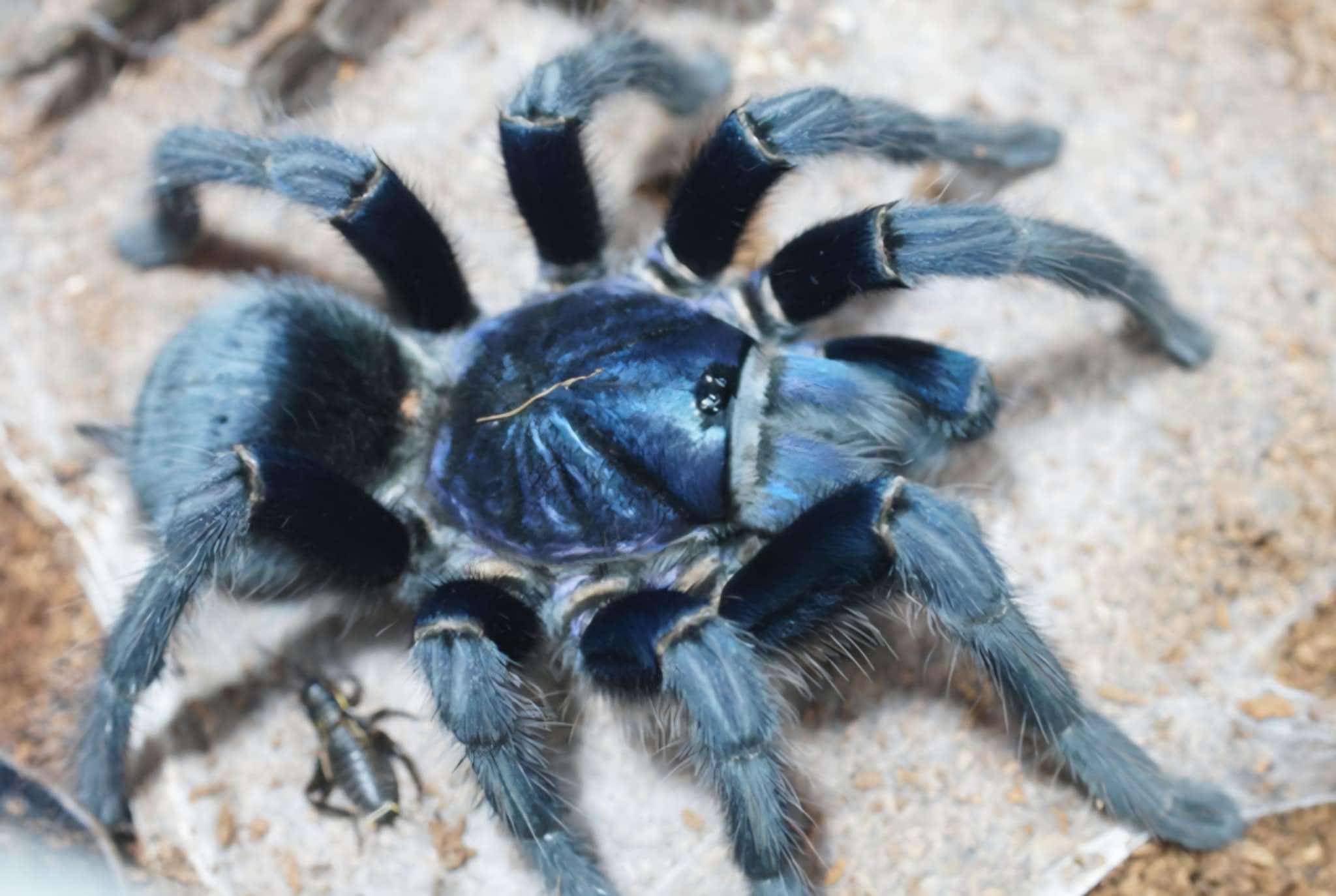 Dominican Blue Birdeater for Sale - Phormictopus sp Blue Azul | Vibrant ...