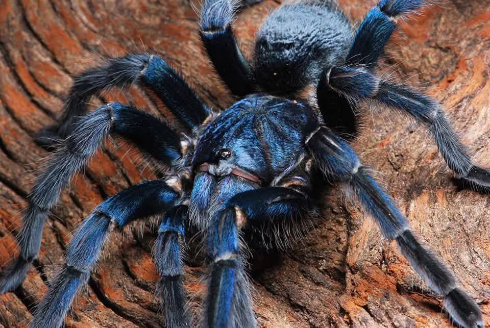 Dominican Blue Birdeater for Sale - Phormictopus sp Blue Azul | Vibrant ...