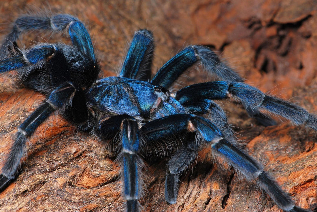 Dominican Blue Birdeater for Sale - Phormictopus sp Blue Azul | Vibrant ...
