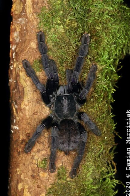 Phormingochilus arboricola - Borneo Black Tarantula for Sale | Rare ...
