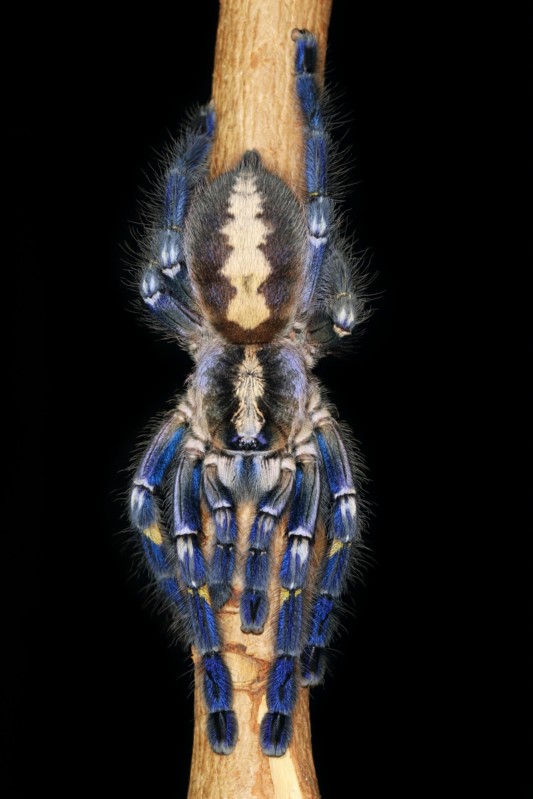 Poecilotheria metallica - Gooty Sapphire Ornamental Tarantula for Sale ...