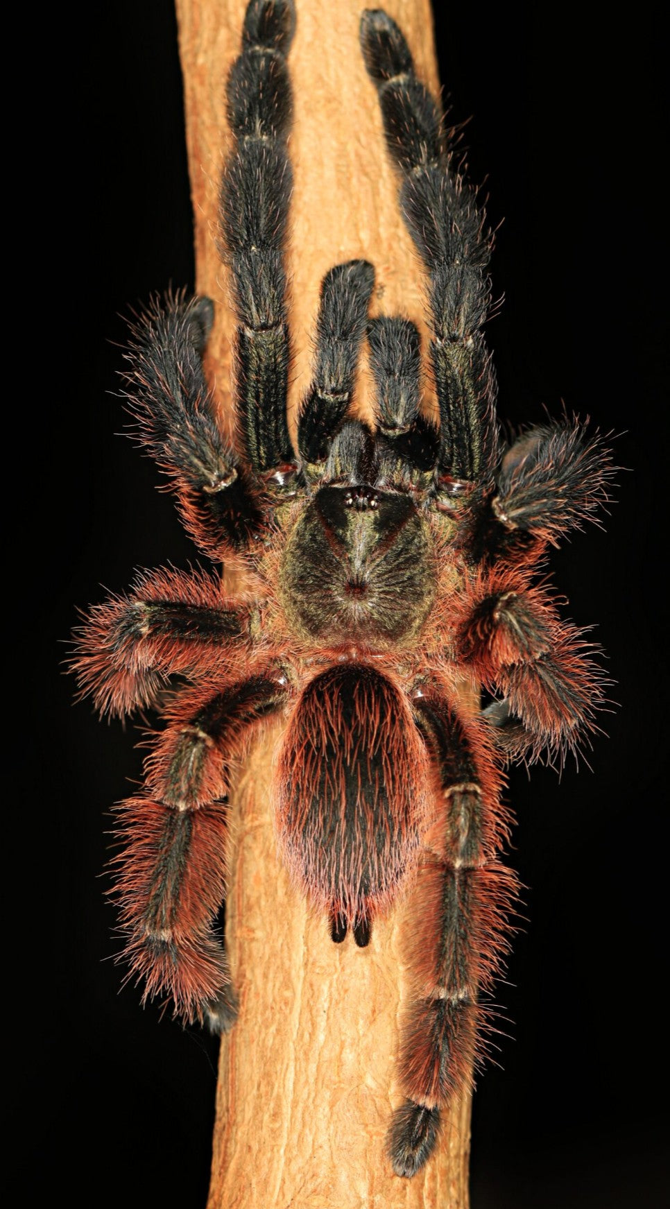 Psalmopoeus victori - Darth Maul Tarantula for Sale