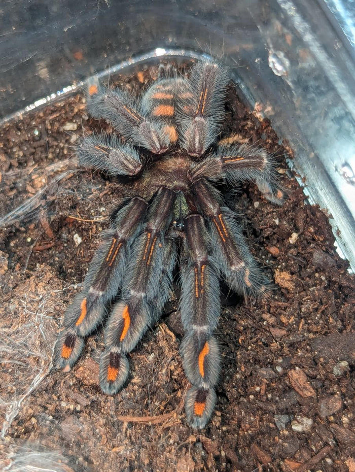 Psalmopoeus irminia - Venezuelan Suntiger Tarantula for Sale