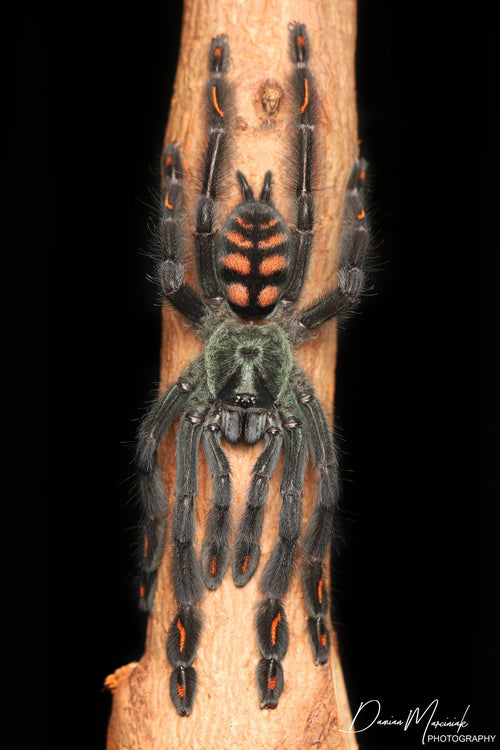 Psalmopoeus irminia - Venezuelan Suntiger Tarantula for Sale