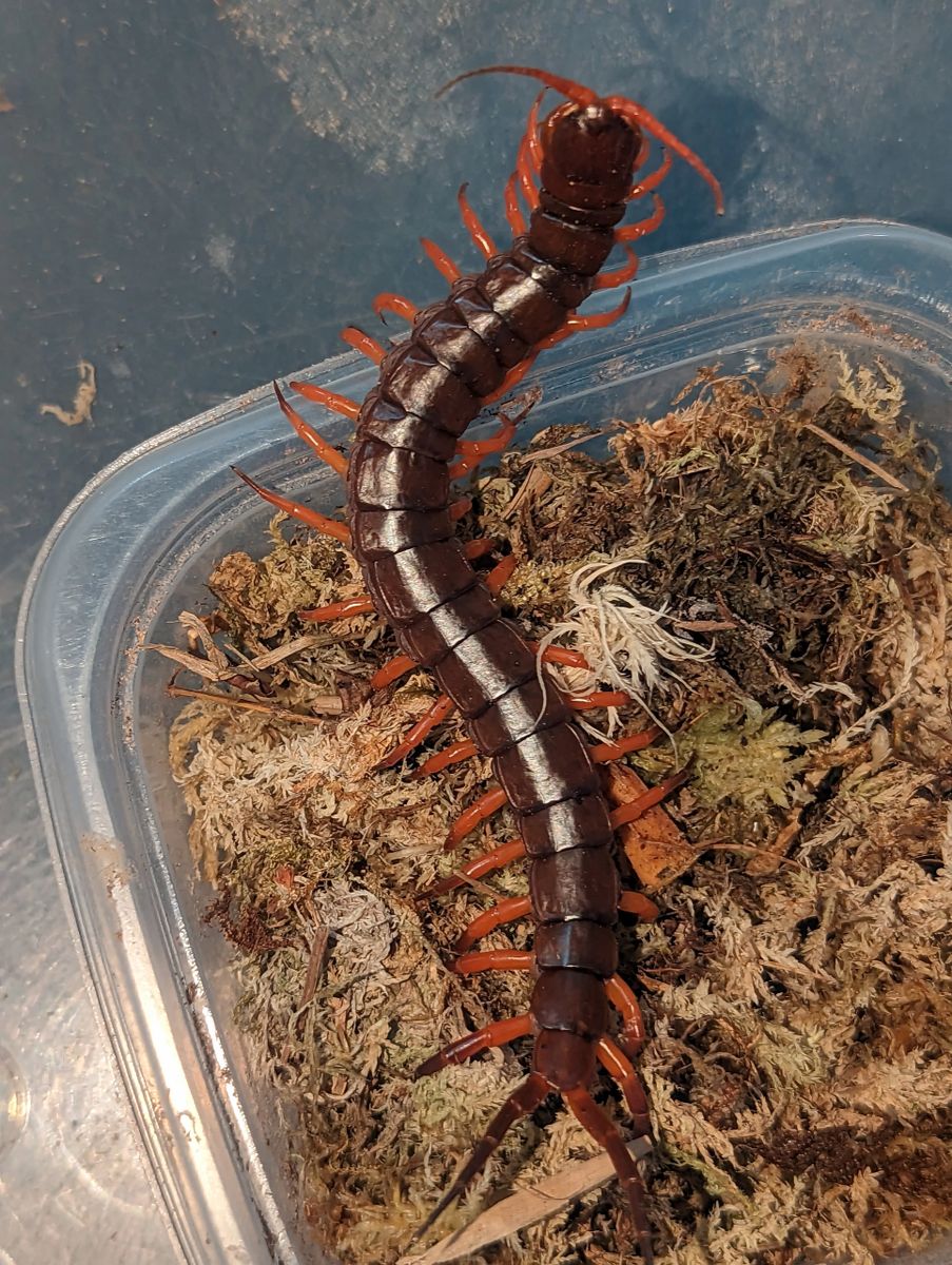 Scolopendra dehaani - Vietnamese Orange Leg Centipede for Sale ...