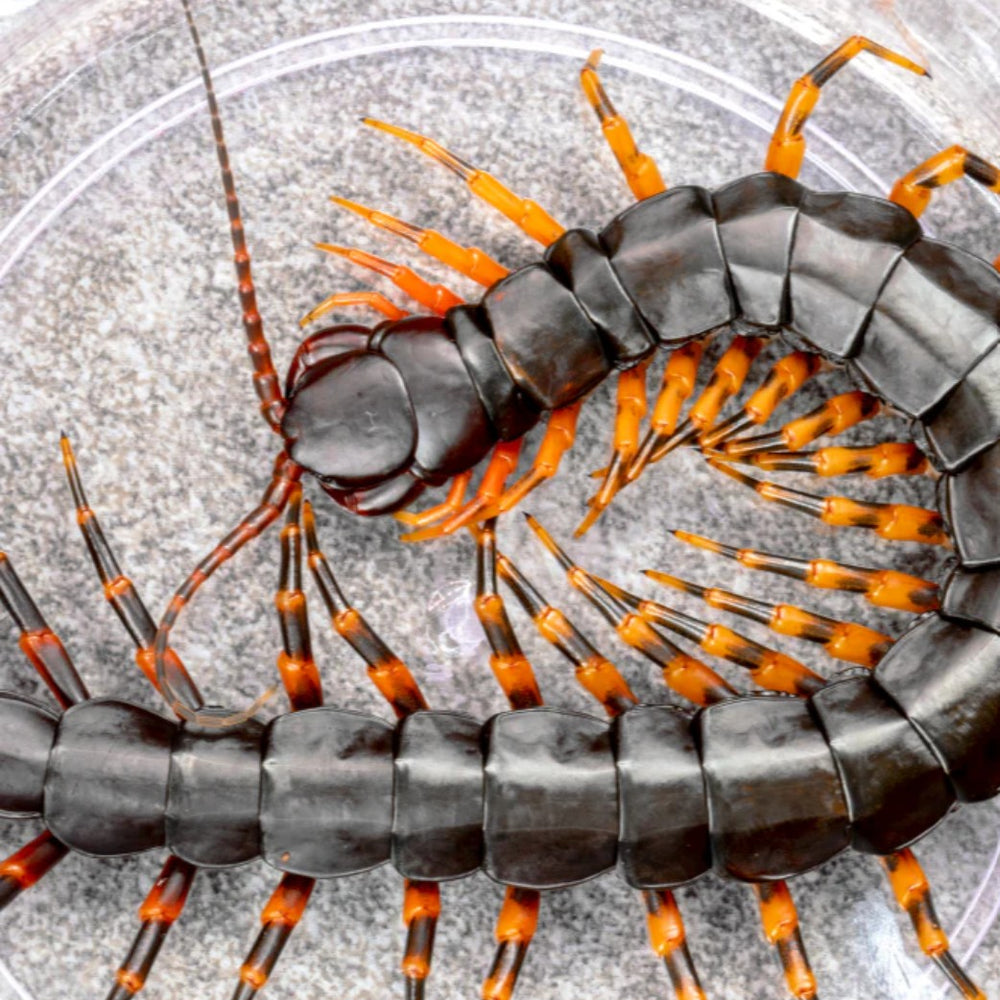 Scorpions, Centipedes & Other Arachnids for Sale - Camel Spiders ...