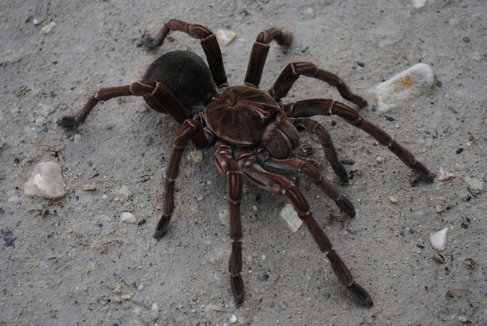 Theraphosa stirmi - Burgundy Goliath Birdeater for Sale