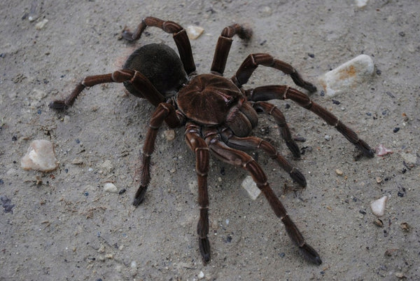 Theraphosa stirmi - Burgundy Goliath Birdeater for Sale