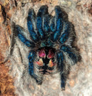 Brazilian Jewel Tarantula for Sale - Typhochlaena seladonia