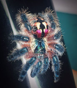 Brazilian Jewel Tarantula for Sale - Typhochlaena seladonia